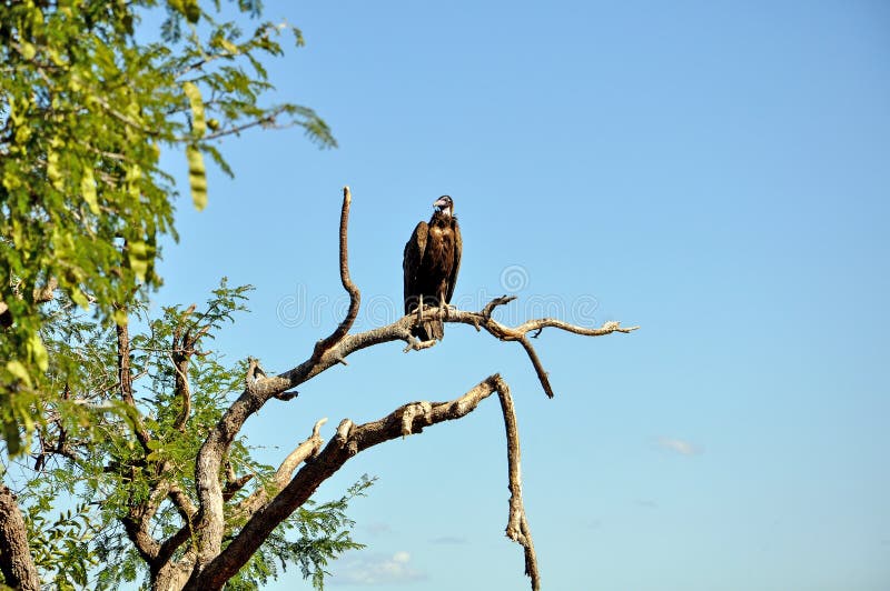 Vulture Swooping Stock Photos - Free & Royalty-Free Stock Photos from ...