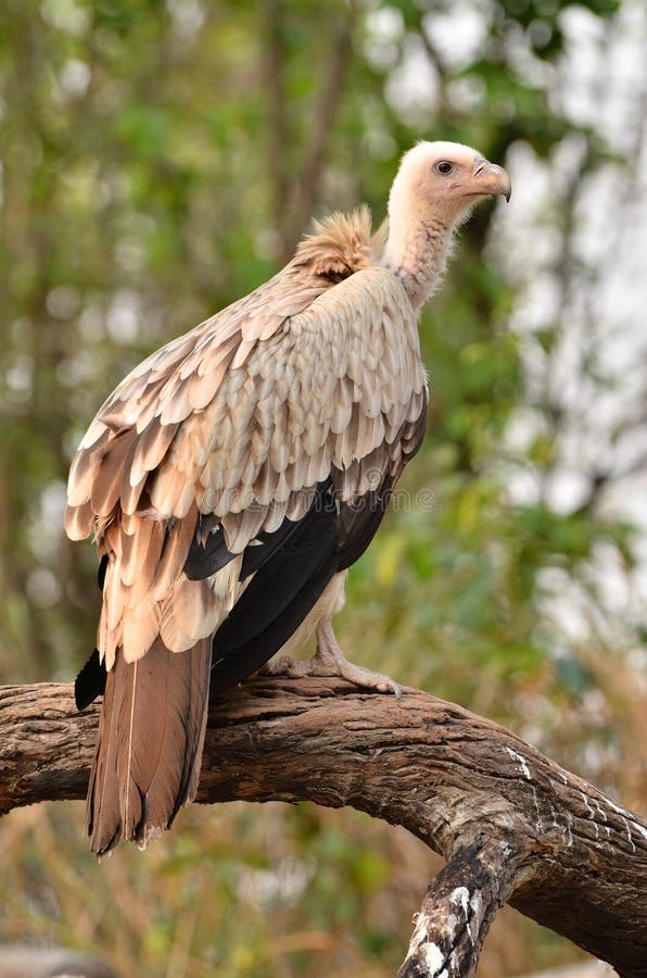 Vulture stock photo. Image of predator, perch, vulture - 33555364