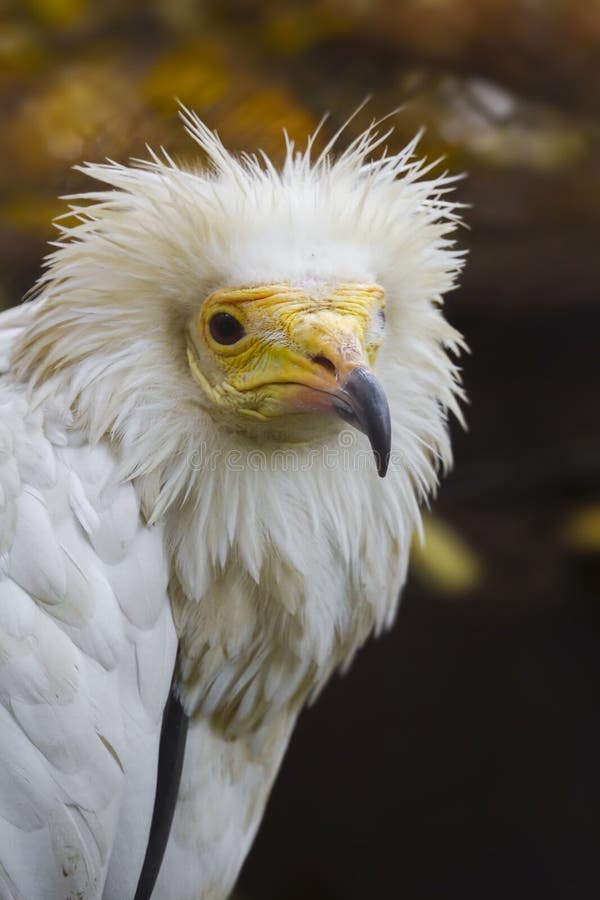 Vulture - Neophron Percnopterus Stock Photo - Image of head, detail ...