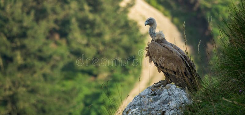 Vulture Over the Rock Looking To the Camera Stock Photo - Image of bird ...