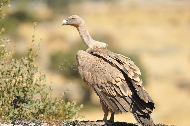 Vulture perched on a rock stock image. Image of aves - 33420379