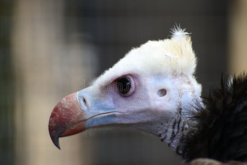 Ugly vulture stock photo. Image of wildlife, vulture - 12201048