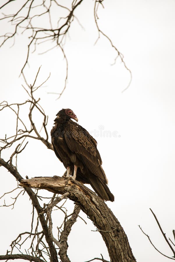Vulture Roosting for the Night. Stock Image - Image of buzzard, wings ...