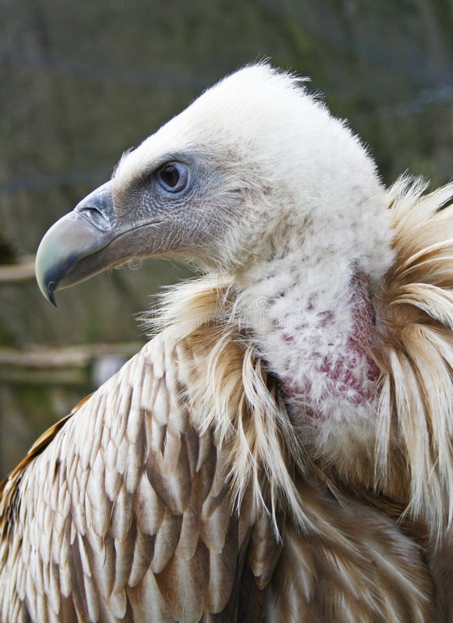 Vulture stock photo. Image of vulture, bird, portrait - 34573058