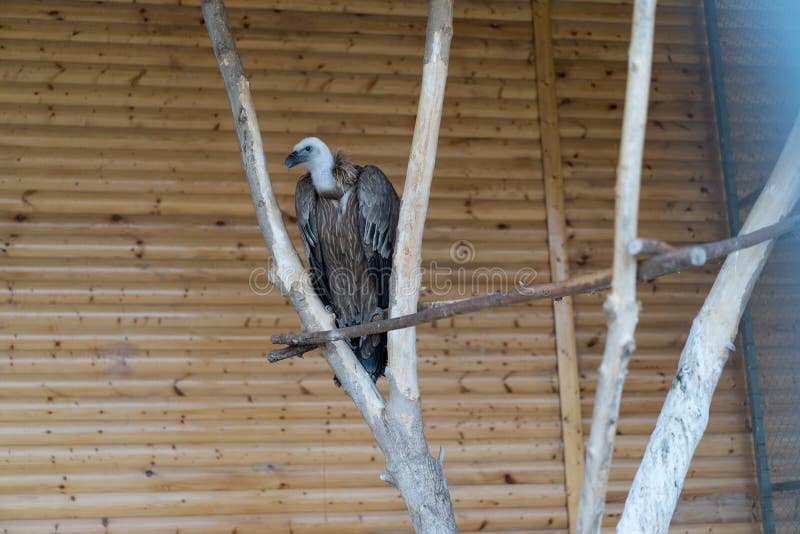 Vulture Sits on a Wooden Stick Stock Photo - Image of fauna, natural ...