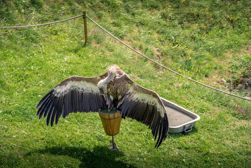 Vulture Sitting Stick Stock Photos - Free & Royalty-Free Stock Photos ...
