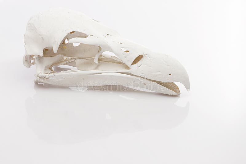 Vulture skull stock photo. Image of death, wildlife, skeleton - 31315452