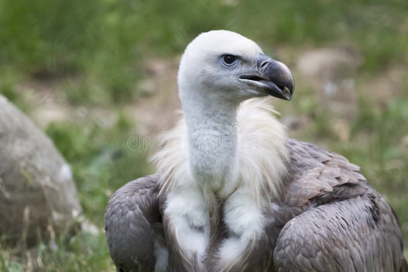 Vulture snow stock image. Image of griffon, gyps, beak - 76499855
