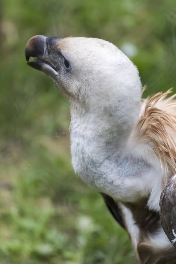 Vulture snow stock image. Image of animal, fulvus, white - 76499873