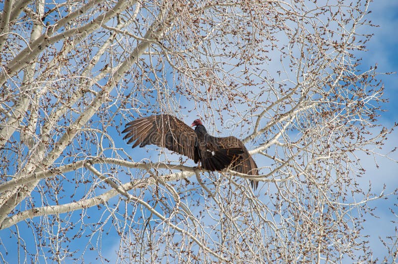 Vulture Spreading Its Wings on a Tree Stock Photo - Image of gloomy ...