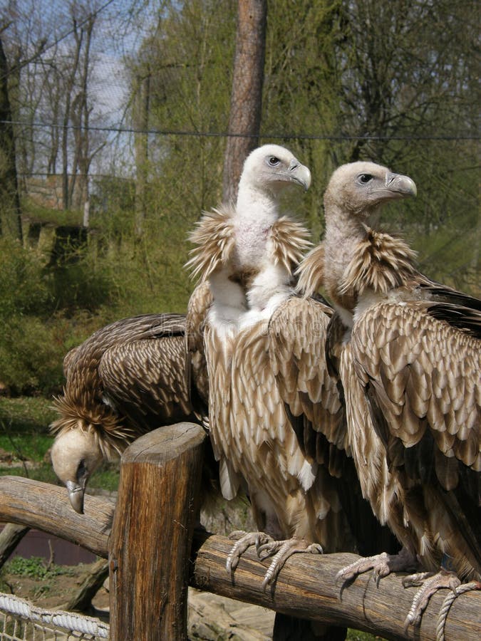Vulture stock image. Image of birds, wood, eyes, wildlife - 34479529
