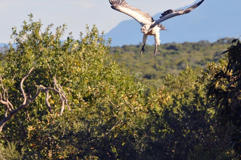 Vulture about To Pounce on His Prey. Closeup Stock Image - Image of ...