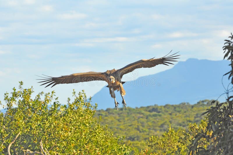 Vulture about To Pounce on His Prey Stock Image - Image of fearsome ...