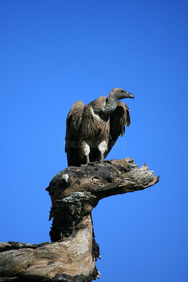 Vulture on tree stock photo. Image of beack, backed, african - 2585326