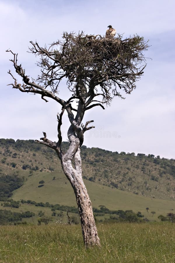 Vulture on a tree stock image. Image of wings, heavy - 16780933
