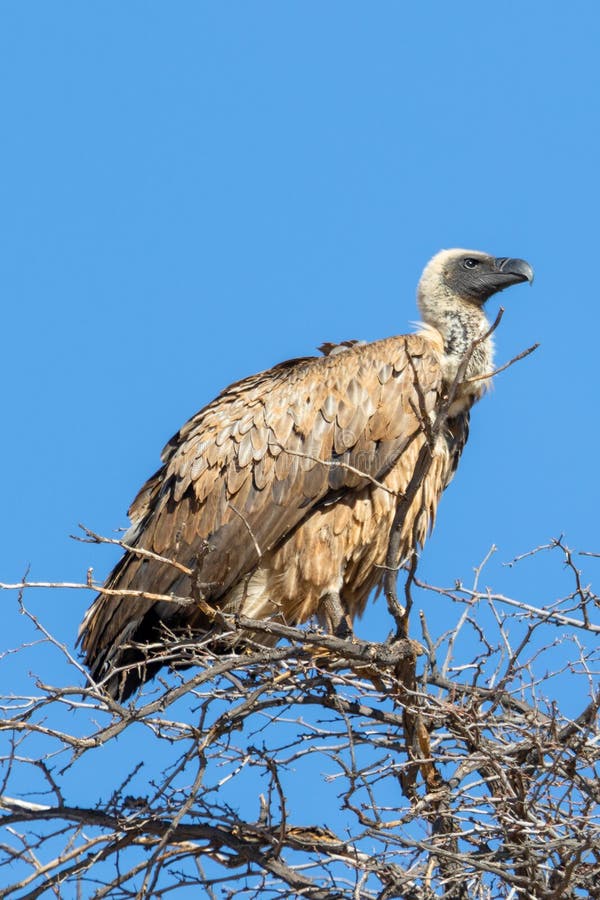 Vulture on Tree with Blue Sky Stock Photo - Image of blue, wild: 153473634