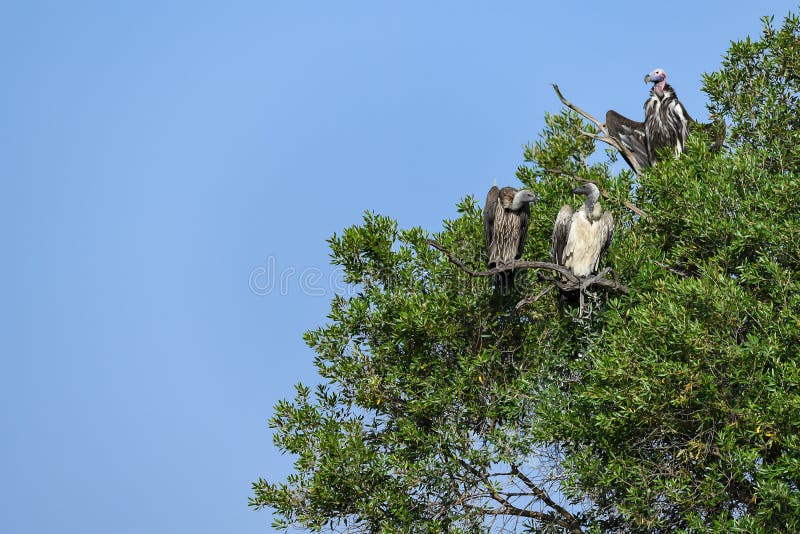 Vulture stock image. Image of tree, claws, beak, vulture - 85681691
