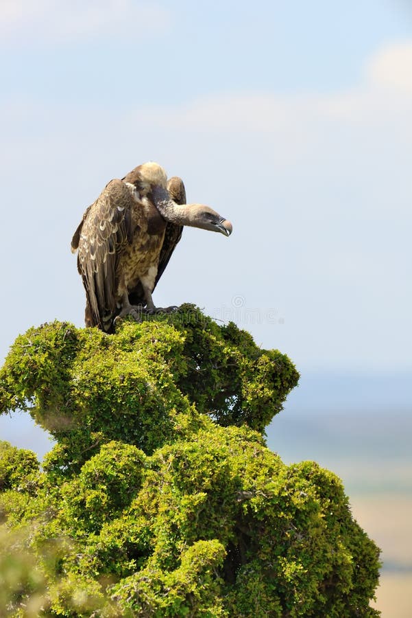 Vulture on tree stock photo. Image of masai, park, africa - 69384944