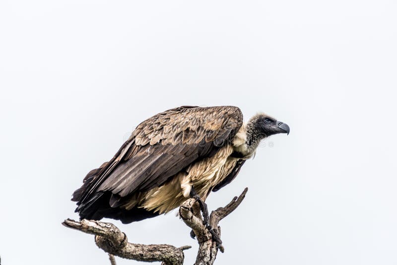 Vulture stock photo. Image of trees, vulture, wildlife - 96177616