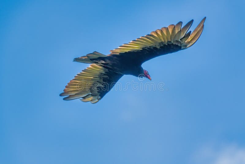 Vulture stock photo. Image of beautiful, nature, raptors - 150942924