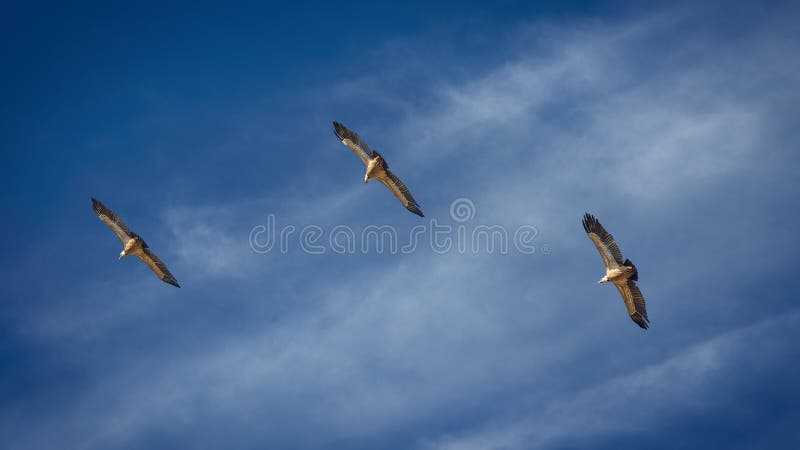 Vultures Circling in the Sky Stock Image - Image of bird, high: 243197805