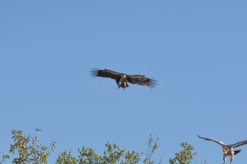 Vulture Swooping stock image. Image of fearsome, buzzard - 81646163