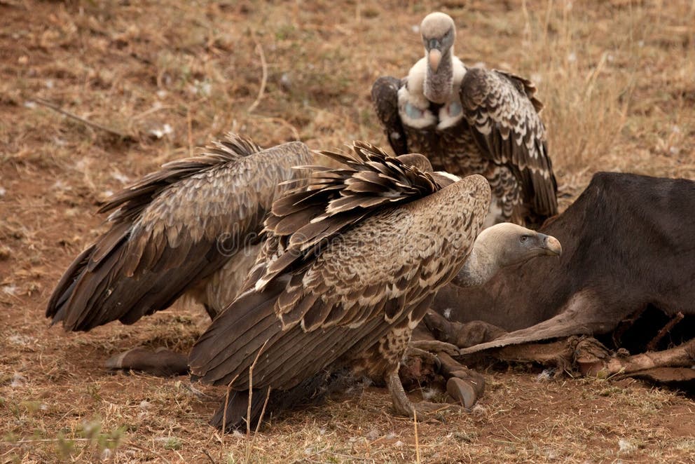Vultures eat a Gnu stock image. Image of banquet, masai - 24805113