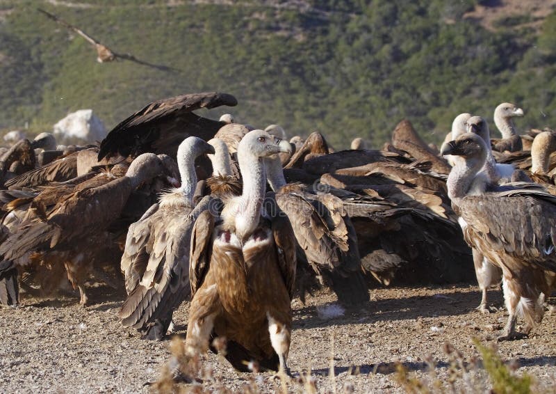 Vultures eating stock photo. Image of wings, group, bird - 21070326
