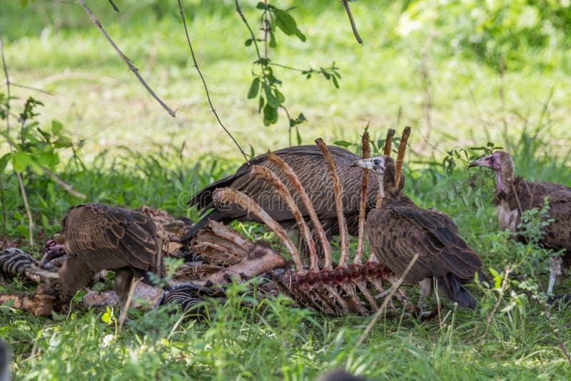 Vultures eating a carcass stock image. Image of nature - 29125497