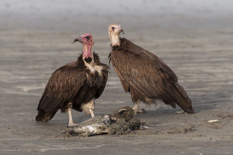 Vultures Eating - Serengeti, Tanzania, Africa Stock Photo - Image of ...