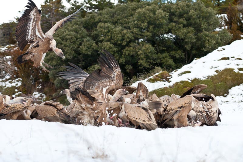 Vultures eating stock image. Image of animals, park, south - 66481405