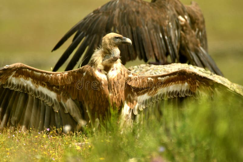 Vultures in the field stock image. Image of eagle, raptors - 302640047