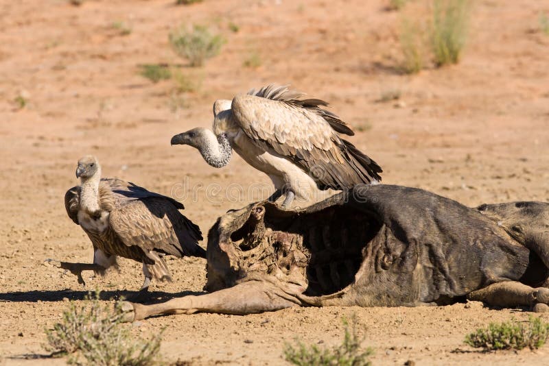 Vultures Fighting at Carcass for Domination of the Food in Kalahari ...