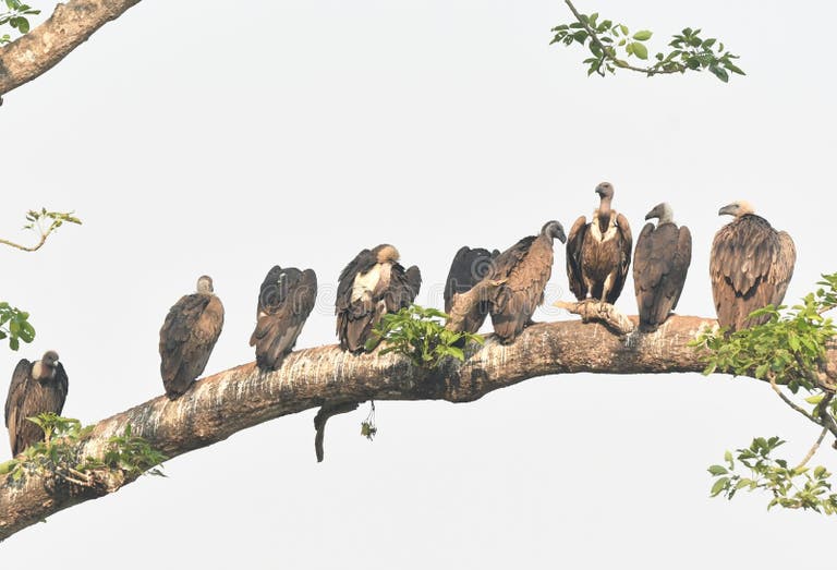 Vultures are Gathering at Vulture Restaurant Stock Photo - Image of ...