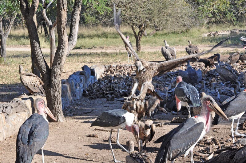 Vultures and Marabou stork stock photo. Image of feeding - 81653332
