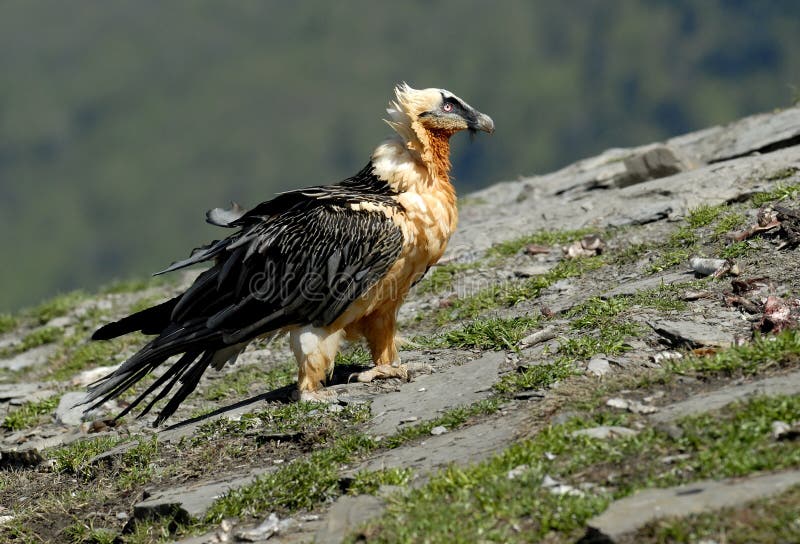 Vultures in the pyrenees stock photo. Image of animal - 18009502