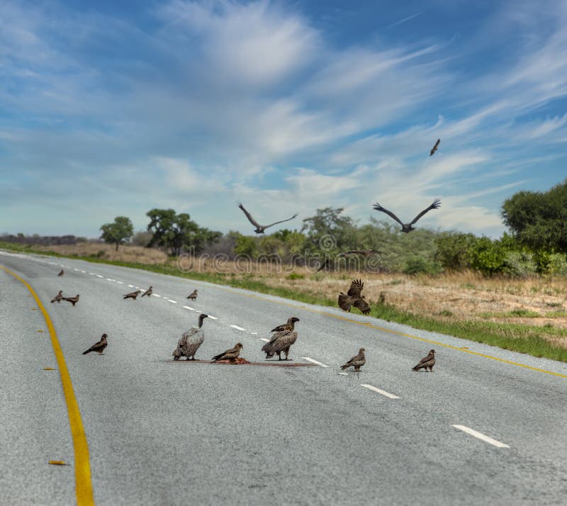 Raptor Feeding Road Stock Photos - Free & Royalty-Free Stock Photos ...