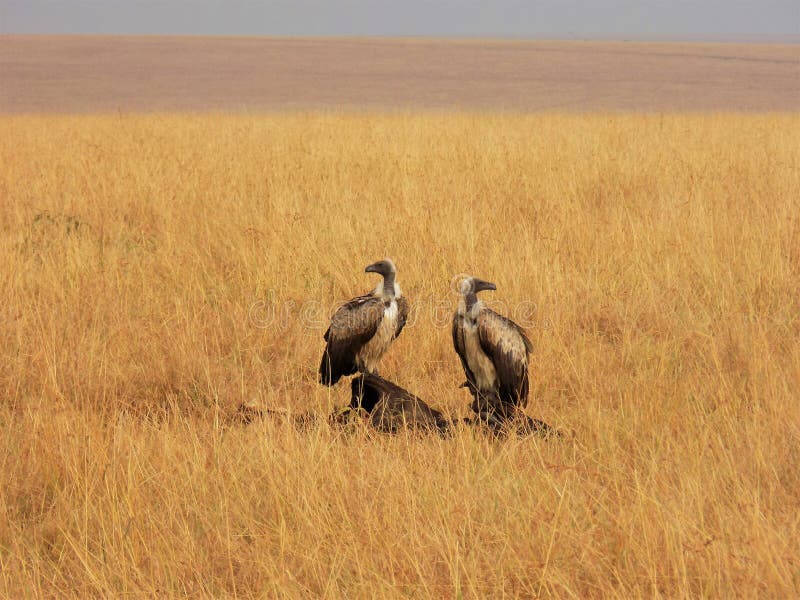 Vultures sitting on prey stock photo. Image of savanna - 263427676