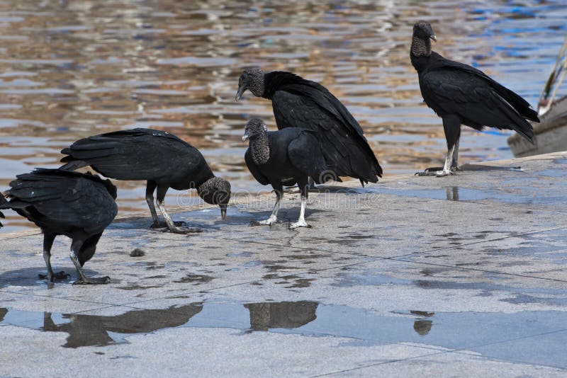 Vultures in Belem, Para, River Guama at the End of Amazon, Brazil ...