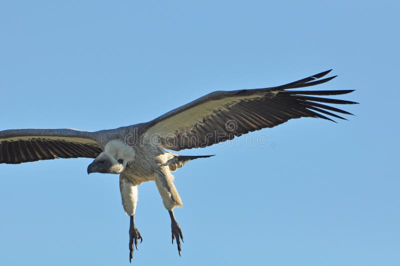 Vulture Swooping Stock Photos - Free & Royalty-Free Stock Photos from ...