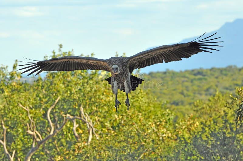 Vultures about to swoop stock photo. Image of bones, beak - 81655362