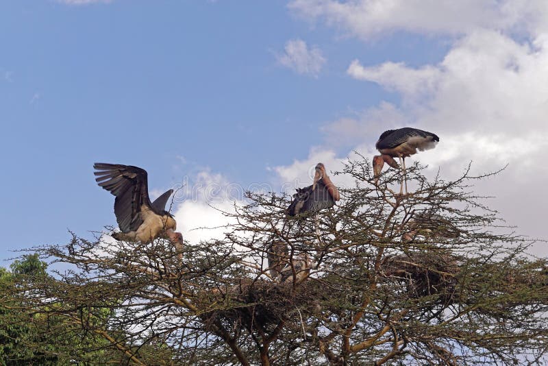 Vultures at tree stock image. Image of bird, nature - 117791241