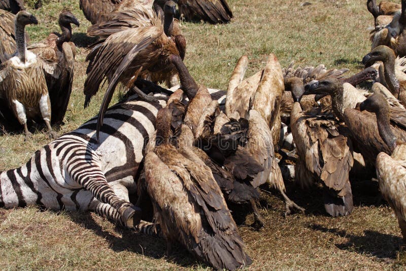 Vultures on Zebra Carcass, Masai Mara, Kenya Stock Image - Image of ...