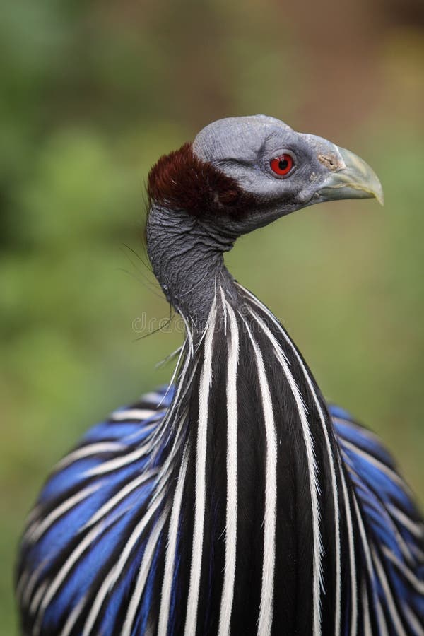 Vulturine guineafowl stock image. Image of vulturinum - 20813009