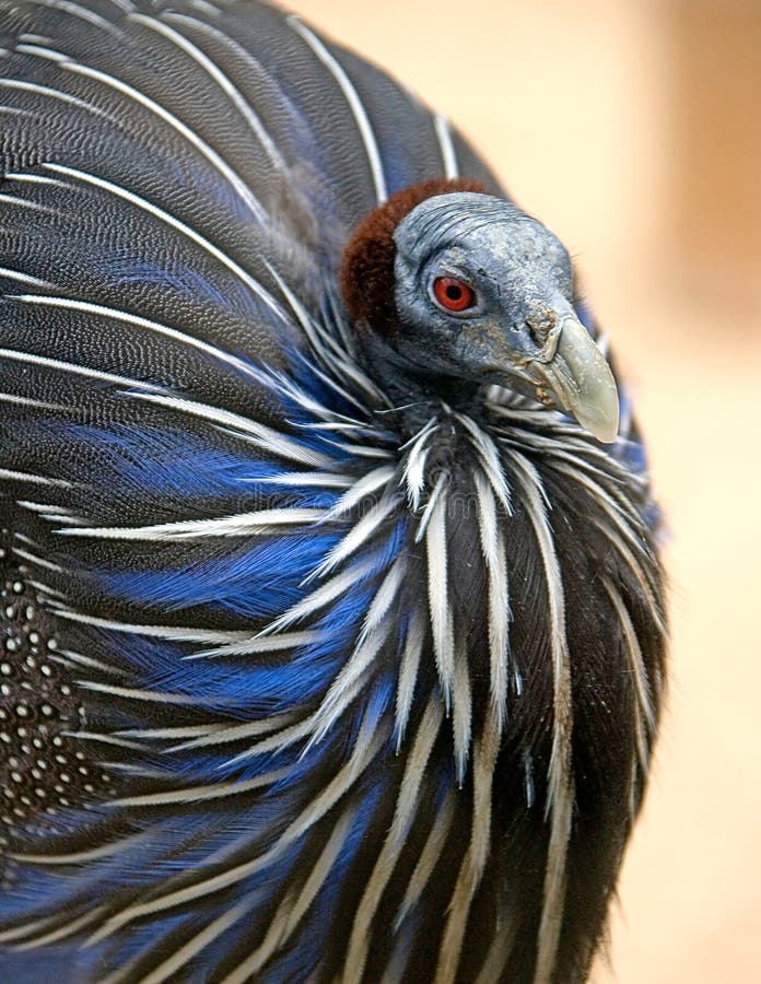 Vulturine guineafowl 3 stock image. Image of beak, fauna - 3915411