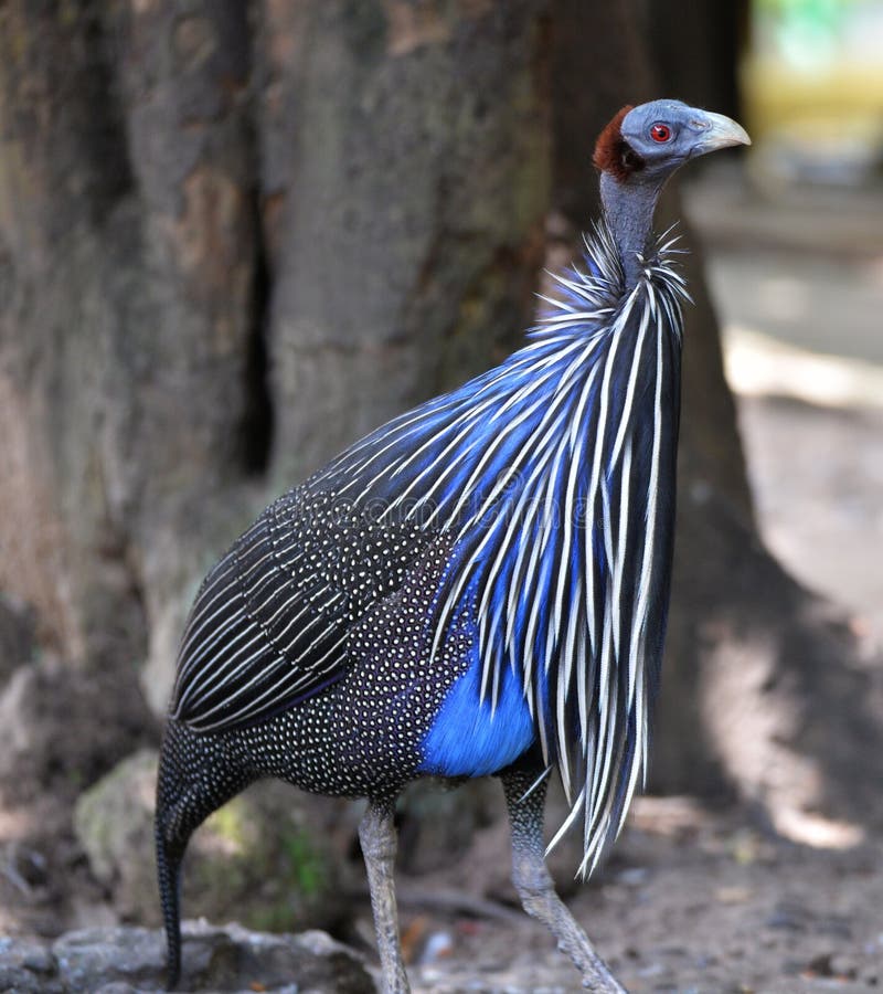 Vulturine Guineafowl stock image. Image of feathers, standing - 61329663