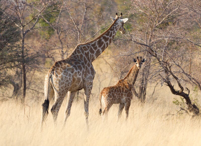 Giraffbarn fotografering för bildbyråer. Bild av kruger - 22157737
