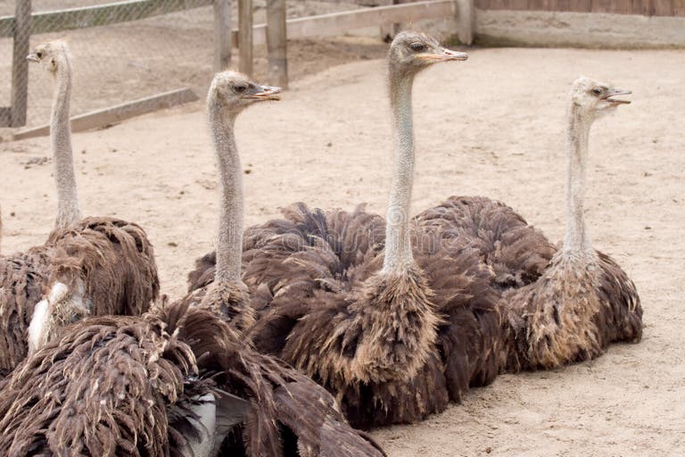 Vuxna strutsar arkivfoto. Bild av konstnär, sittande - 68640502
