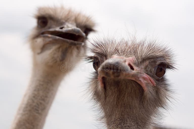 Vuxna strutsar fotografering för bildbyråer. Bild av företag - 68640565