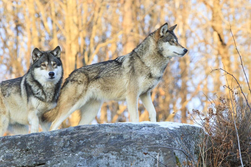 Jagd Stockfotos und Bilder - Laden Sie 318,949 lizenzfreie Fotos herunter
